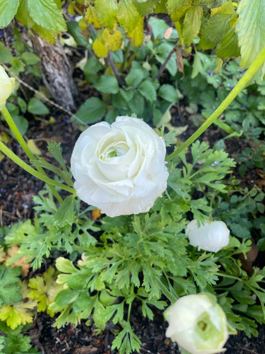 The Magical World of Ranunculus Flowers
