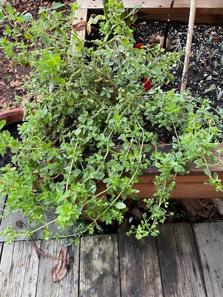 Welcome to Forest Girl Farm 2025: A Season of Growth and Purpose